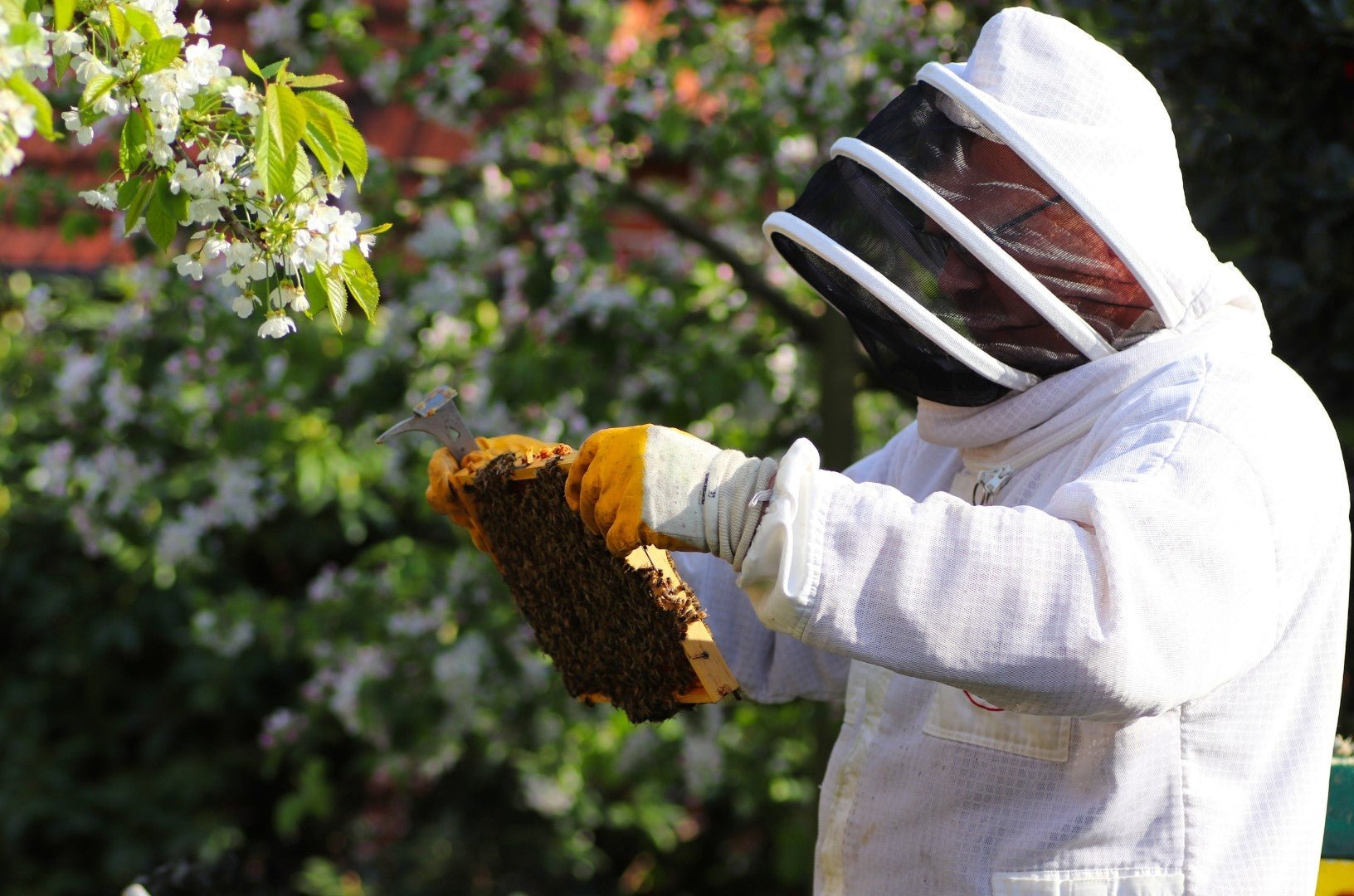The Importance of Bees – Hive & Thrive Honey Co.